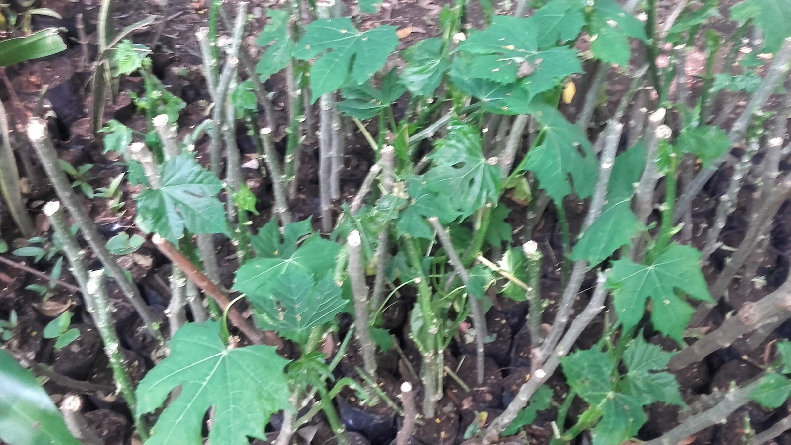 VIVERO SAN ANDRES: Bondades de la Chaya ( Cnidosculus chayamansa )