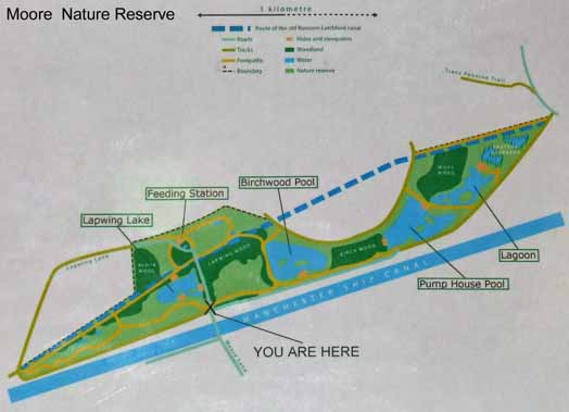 AL ORTONS BIRDING BLOG : MOORE NATURE RESERVE AND DECCA POOLS