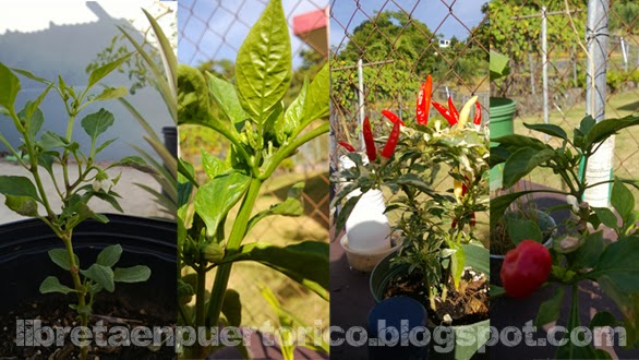 Libreta en Puerto Rico: Pimientos y Aji