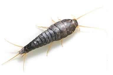 How to Eliminate Silverfish: What Causes Silverfish and How can I ...