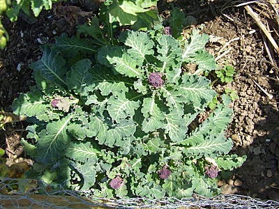 Wild Cabbage Update 1 - The Backyard Larder
