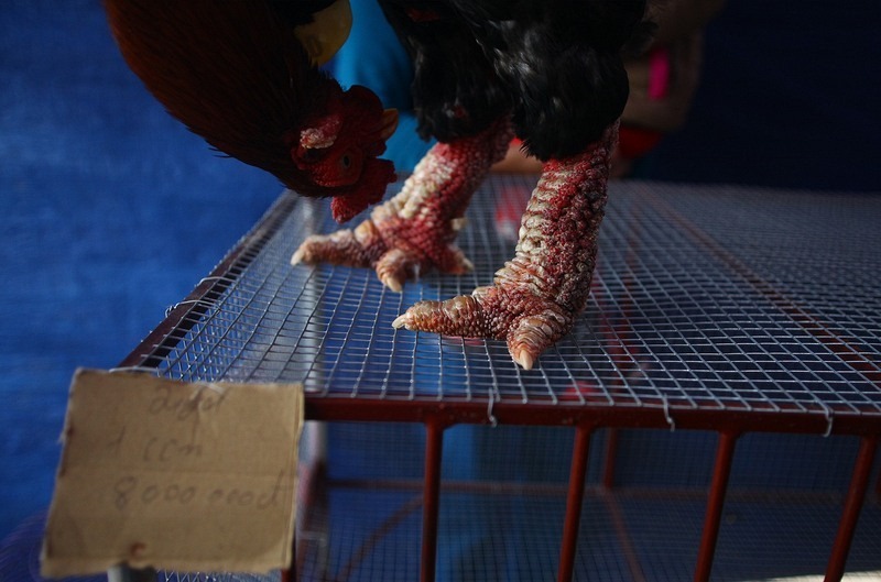 El Pollo Dong Tao: Una rara especie de ave con piernas de dragón - RUTA 33