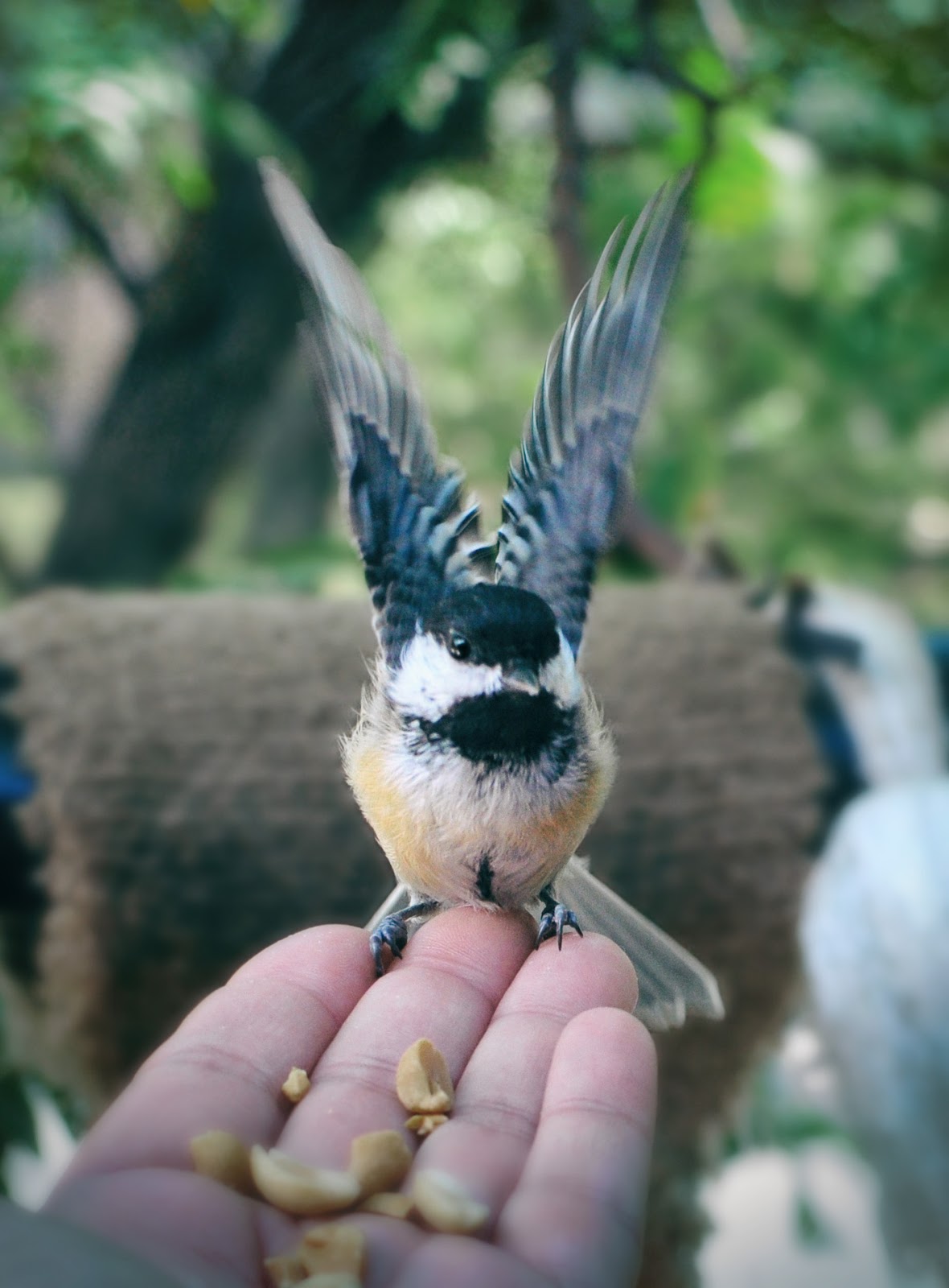 My Little Craft Things: Frilly and Funkie - Things with Wings