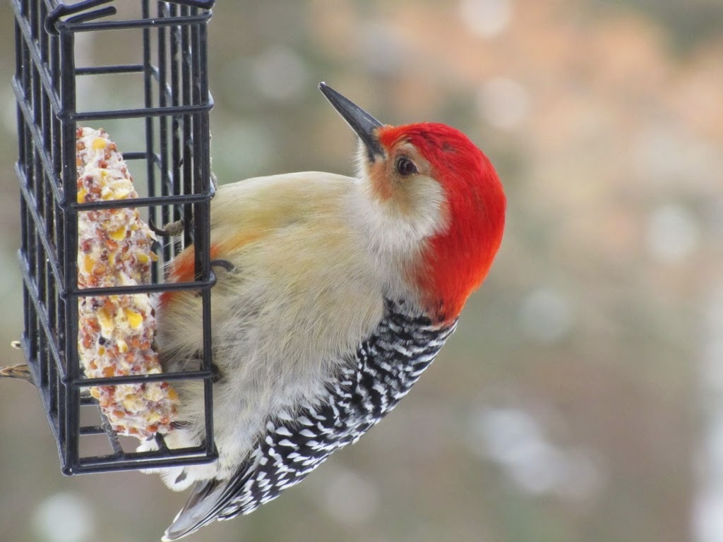 Pinehaven - Farmersville, Ohio: Red-bellied Woodpecker