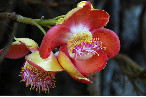 The 10 Most Beautiful Flowers In The World - the top ten list