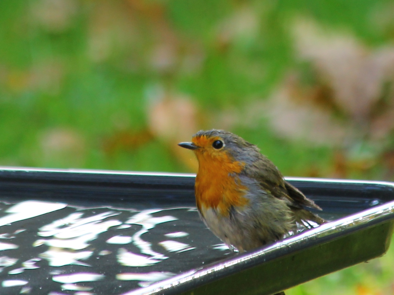 Przyrodnicze obserwacje : Mały rudy ptaszek - Rudzik (81)