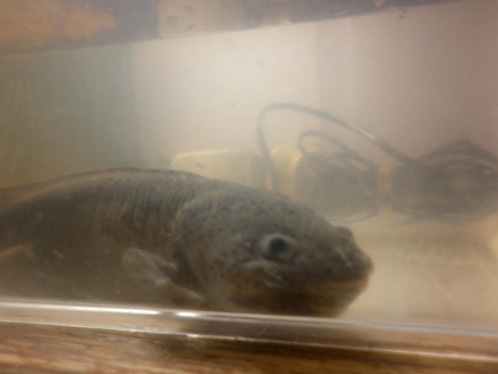 All About Axolotls: My Axolotls