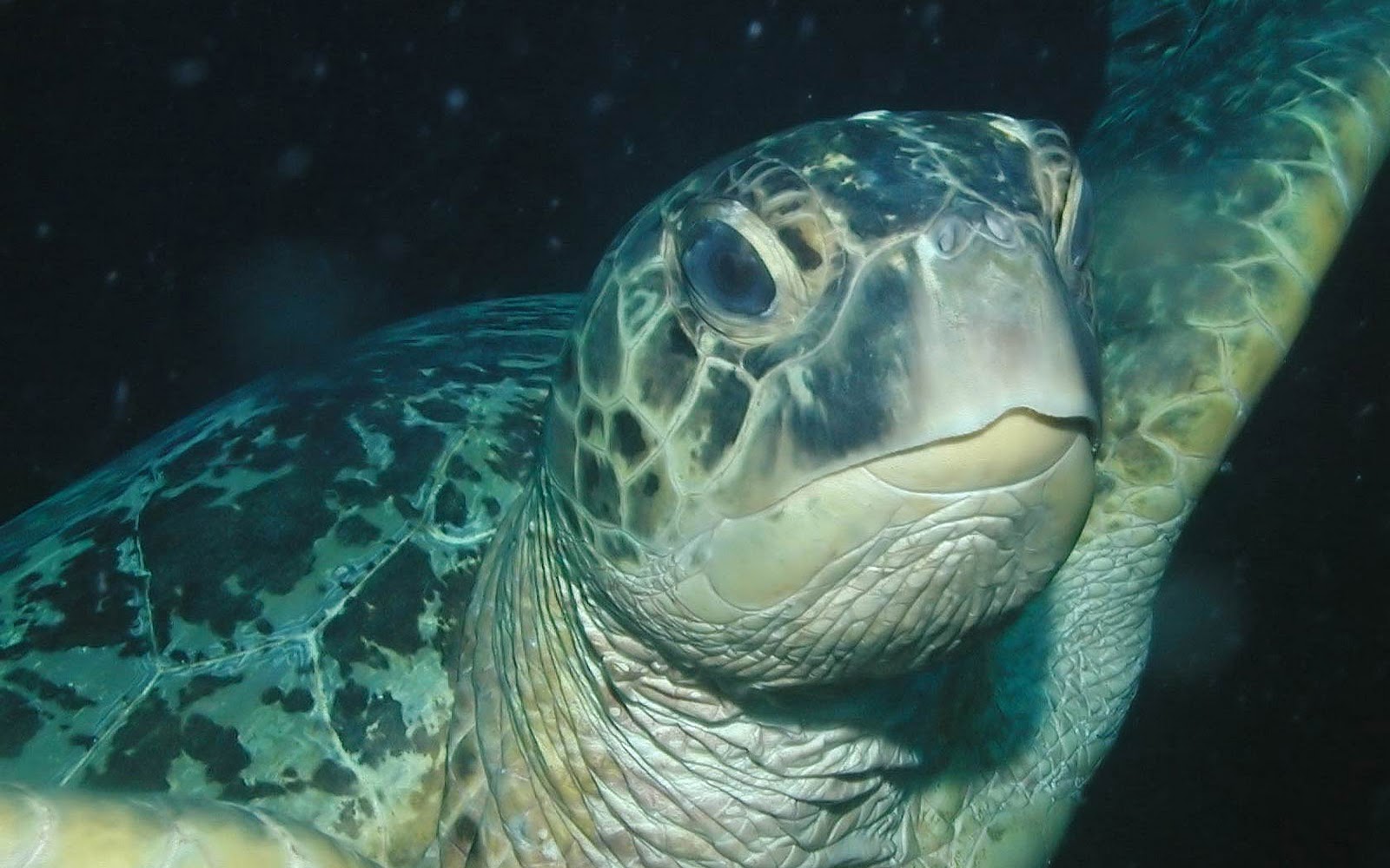 Schildpad Wallpapers