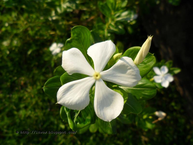 Rose periwinkle - Catharanthus roseus