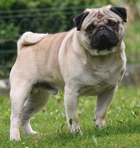 Mundo Canino: pugs