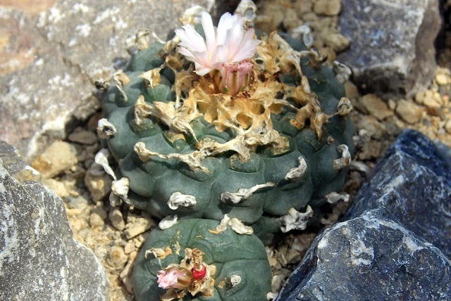WHAT IS PEYOTE |The Garden of Eaden