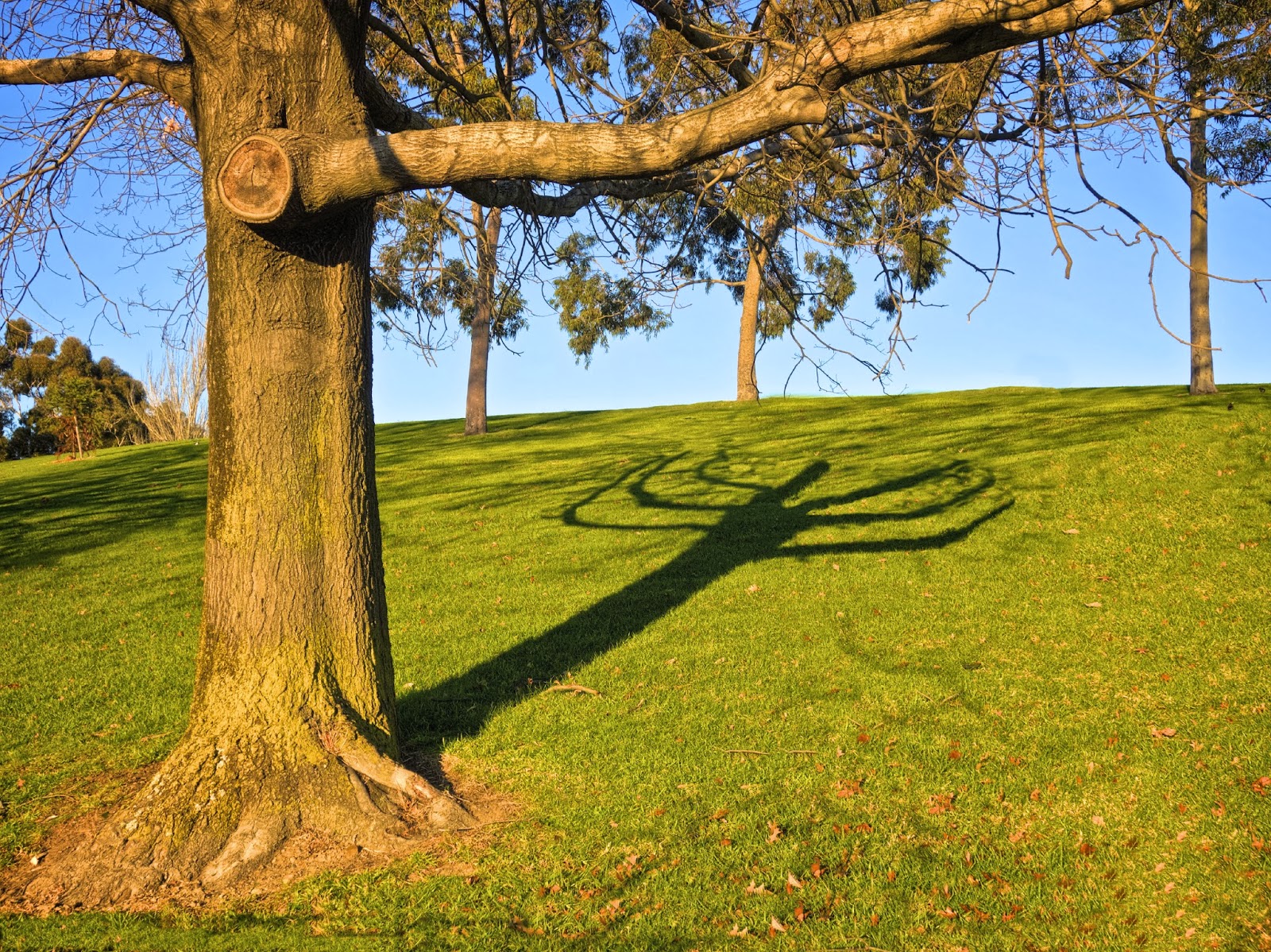 Catholic Ecology Bridging The Covenants Naturally catholic-ecology-bridging-the-covenants-naturally