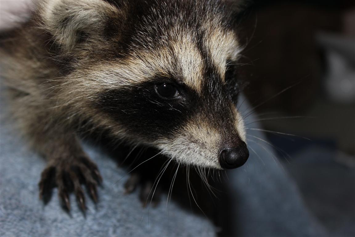 The Laughing Raccoon: It's raining raccoons!!