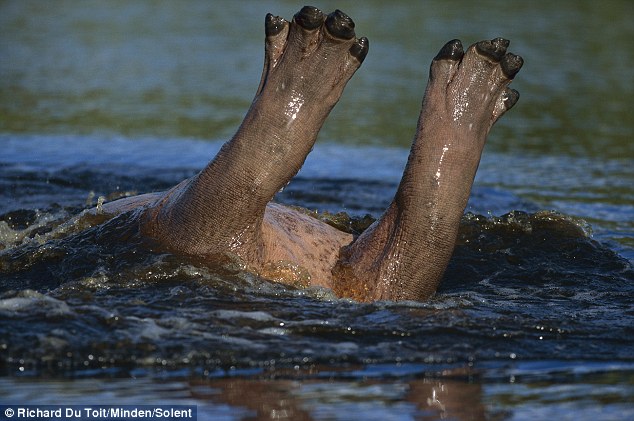 The animal zone: Happy happy hippo: This acrobatic fellow proves the ...