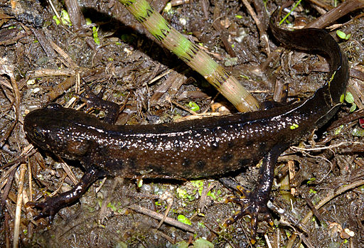 Plants, insects and animals: Great crested newt