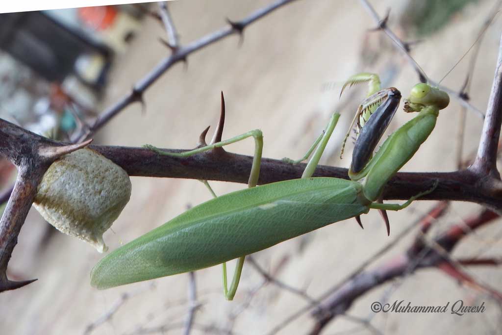 Praying Mantis Life Cycle | Nature, Cultural, and Travel Photography Blog