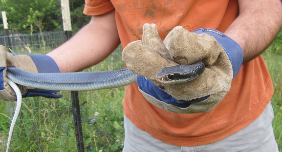 Ruthlynn's World: Blueberry Snake