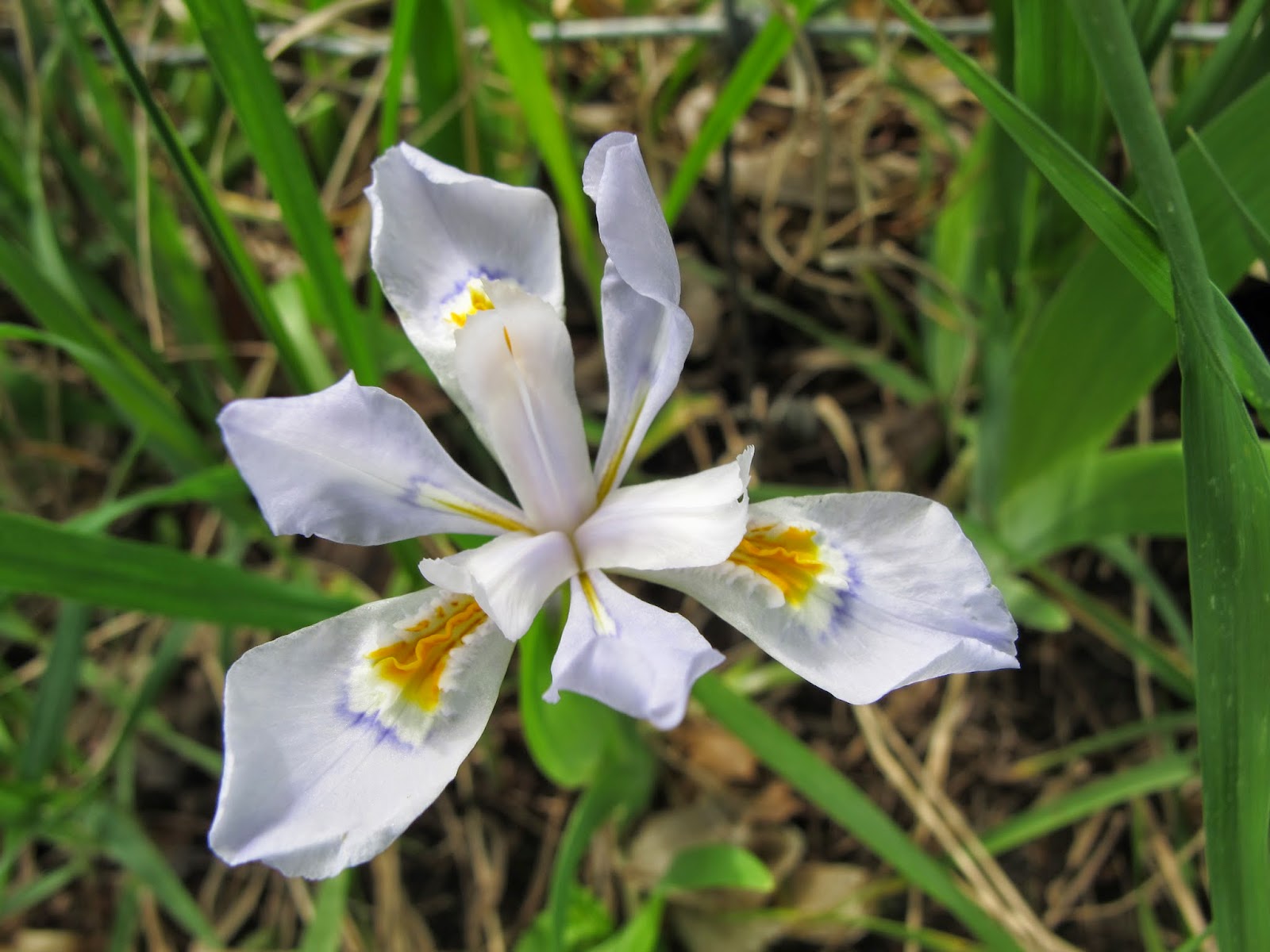 World of Irises: The Dwarf Crested Iris