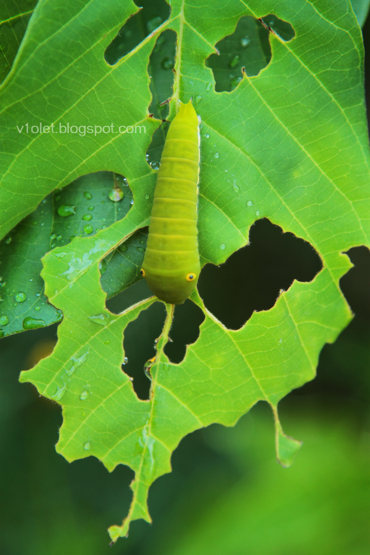 v1olet - my favorite things: Fauna : O Ulat - e