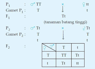 Pengertian Dominan dan Resesif pada Pewarisan Sifat Percobaan Kacang ...