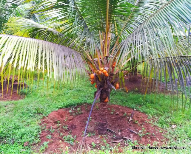 Riding through the coconut plantations in Pollachi - eNidhi India ...