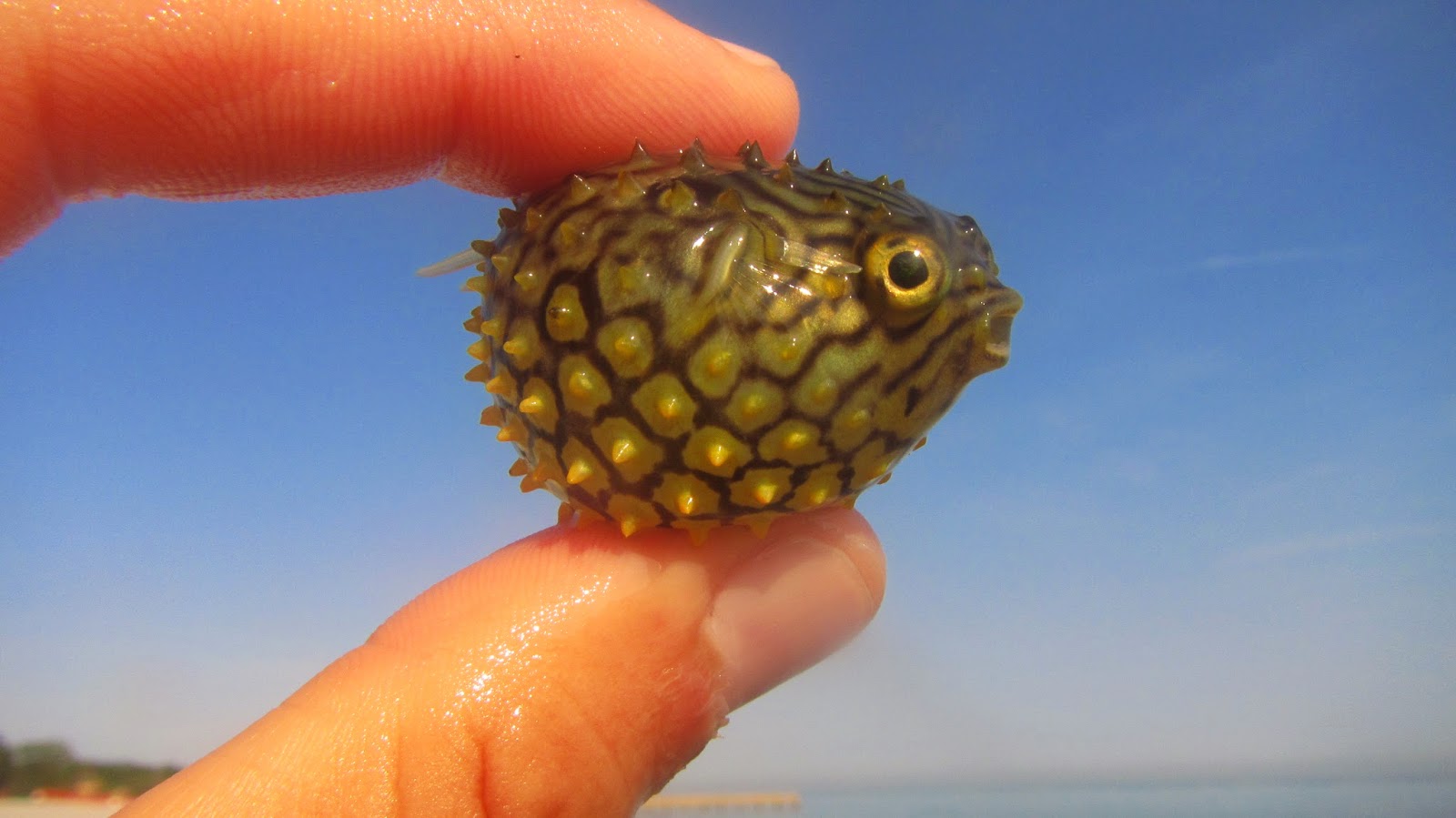 Nature on the Edge of New York City: Baby Burrfish Swims in New York Harbor