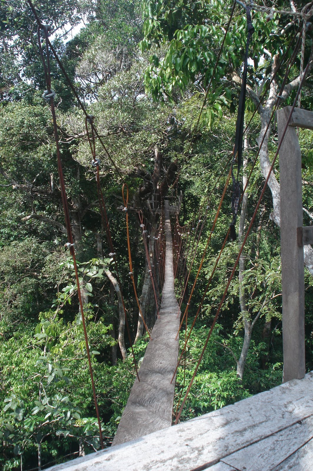 Omagua Canopy: Omagua: aventura, vida y selva.