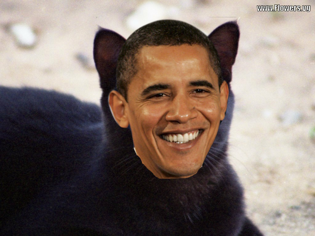 How to tune up your cat [Part 1]