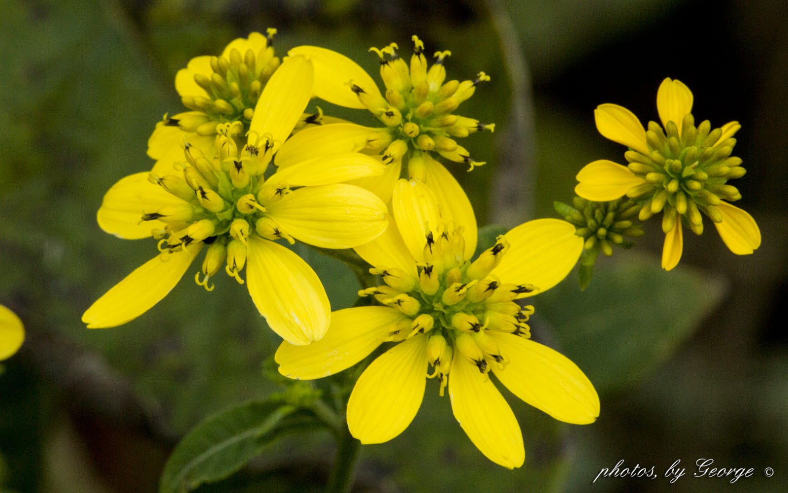 "What's Blooming Now" : Wingstem, Yellow Ironweed (Verbesina alternifolia)
