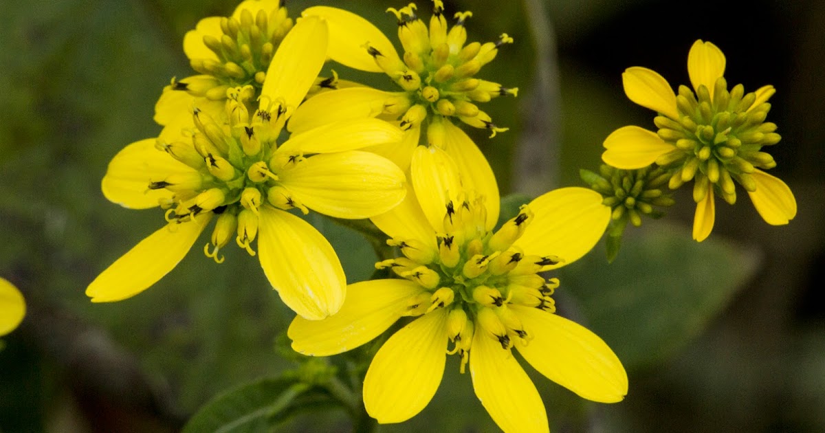 "What's Blooming Now" : Wingstem, Yellow Ironweed (Verbesina alternifolia)