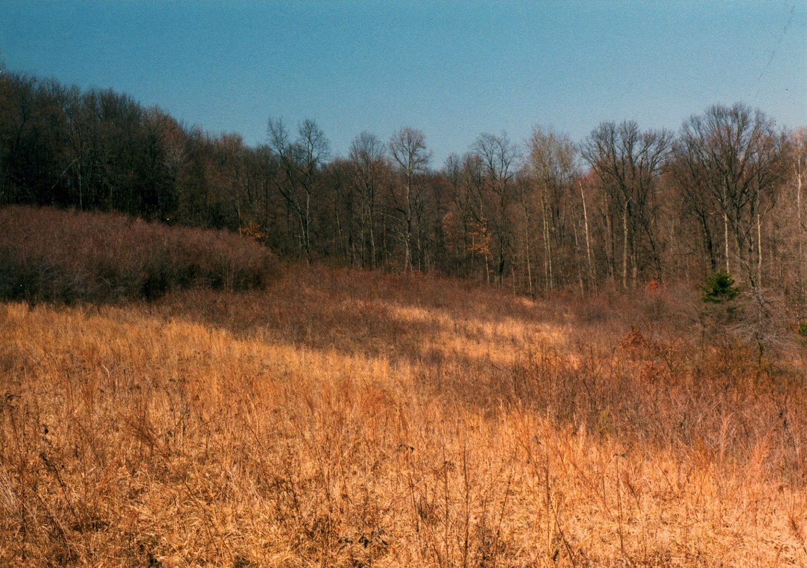 Field Biology in Southeastern Ohio: Log Cabin Hollow and Forest Ecology