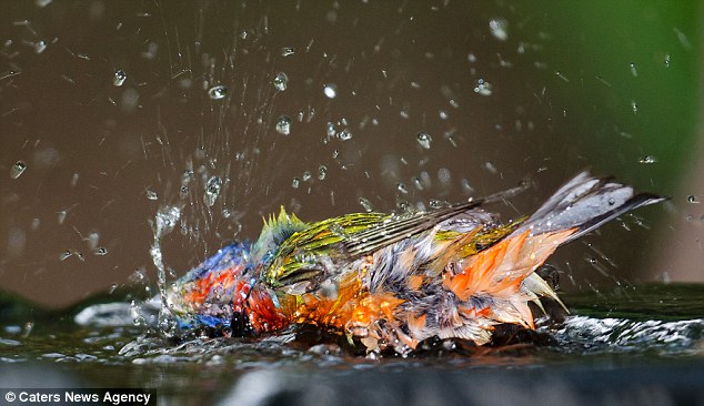 The animal zone: Splash of colour: Bright bird shows off its incredible ...