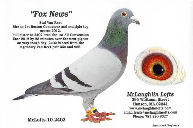 nieripigeons USA racing pigeons: Staf Van Reet uno de los mejores sin duda