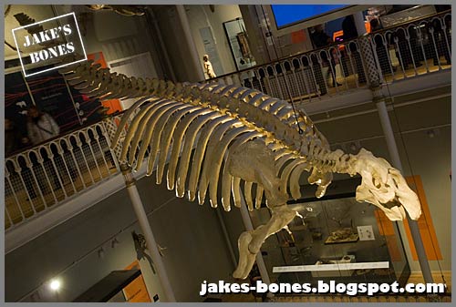 Half term trips: The National Museum of Scotland : Jake's Bones