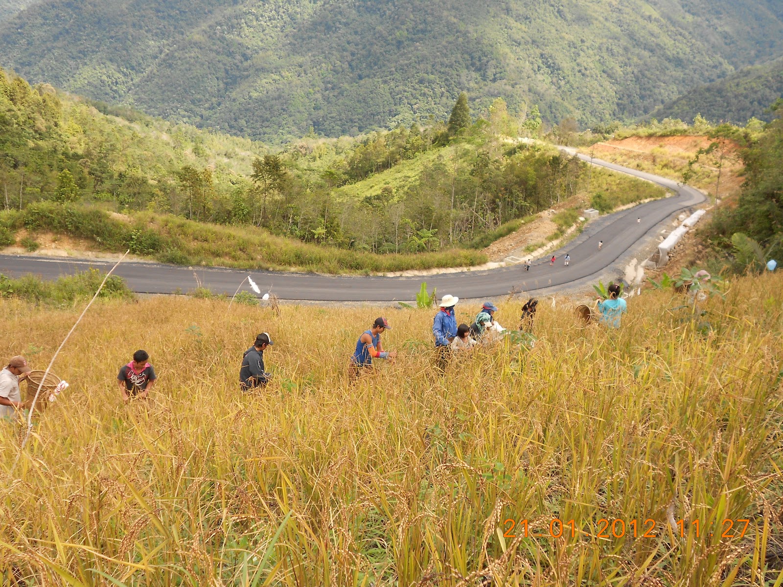 Mixinspiration: Proses menanam Padi Huma hingga Menuai