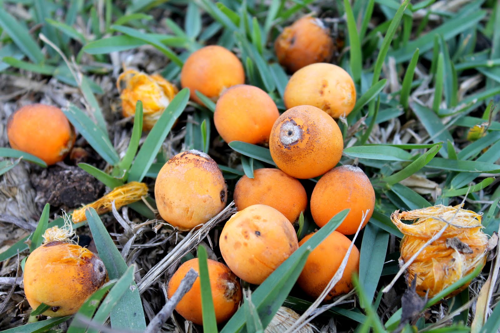 Centro de Memória e Cultura Kahngág: COMIDAS TÍPICAS KAINGANG