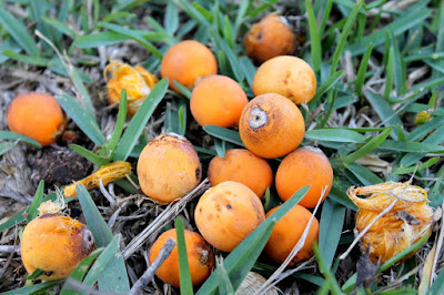 Centro de Memória e Cultura Kahngág: COMIDAS TÍPICAS KAINGANG