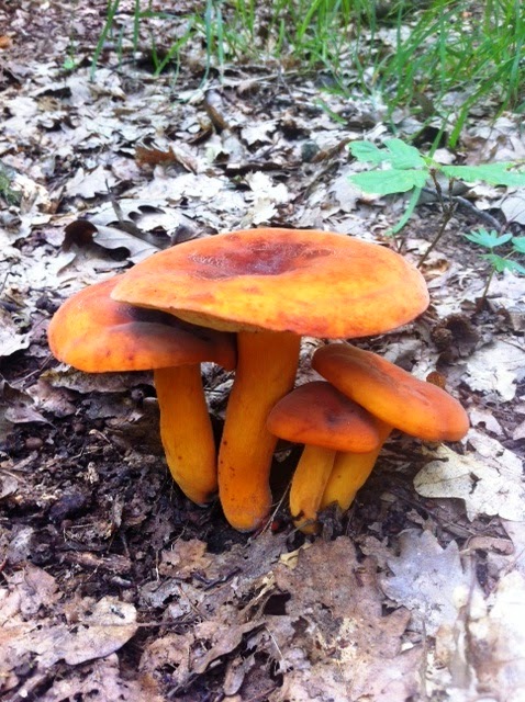 Ciuperci Ana Lugojana: Laptuca