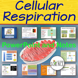 Amy Brown Science: Teaching Cellular Respiration