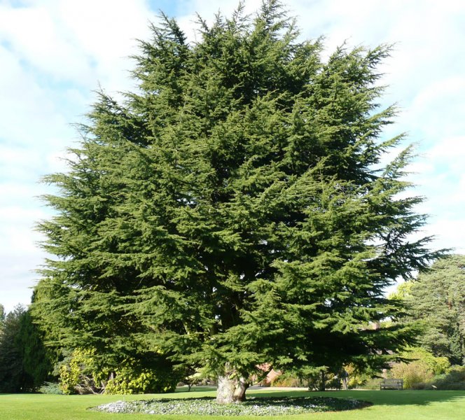 Trees Planet: Cedrus libani – Cedar of Lebanon