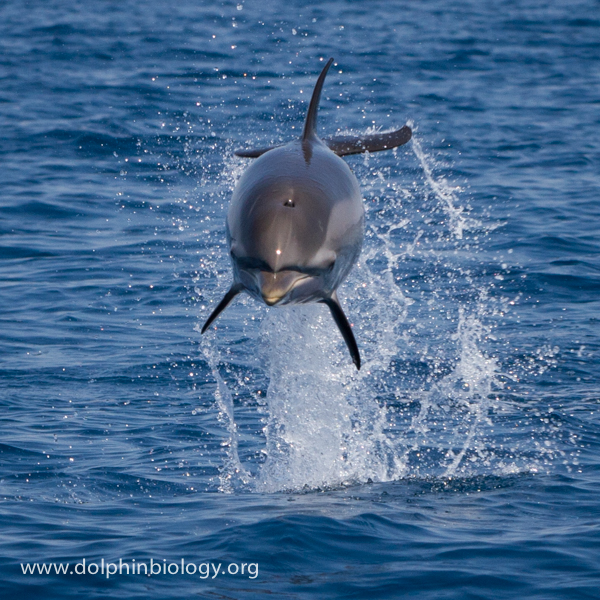 Dolphin Biology and Conservation: Front view
