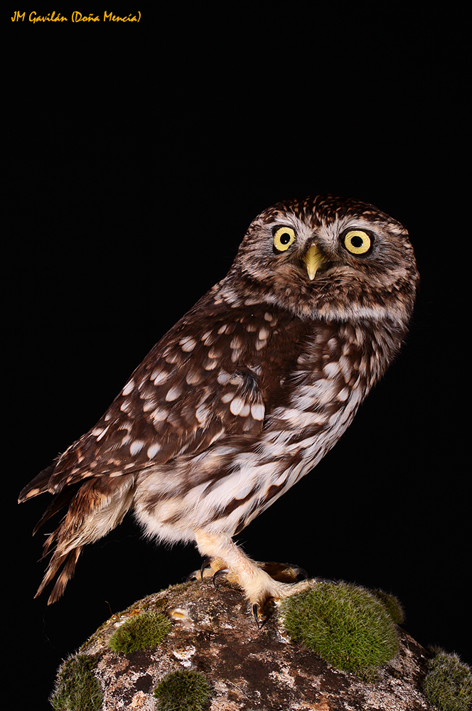 Fotografía de Naturaleza - JM Gavilán: Mochuelo europeo o mochuelo ...