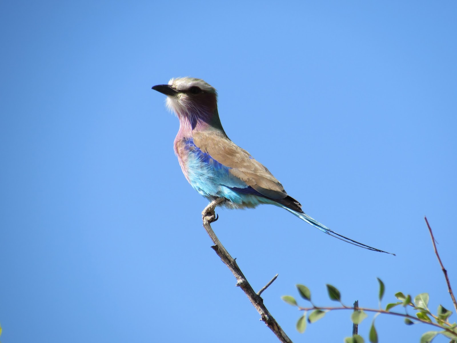 AngellTravels: Baobab Lodge, Chobe National Park, Botswana