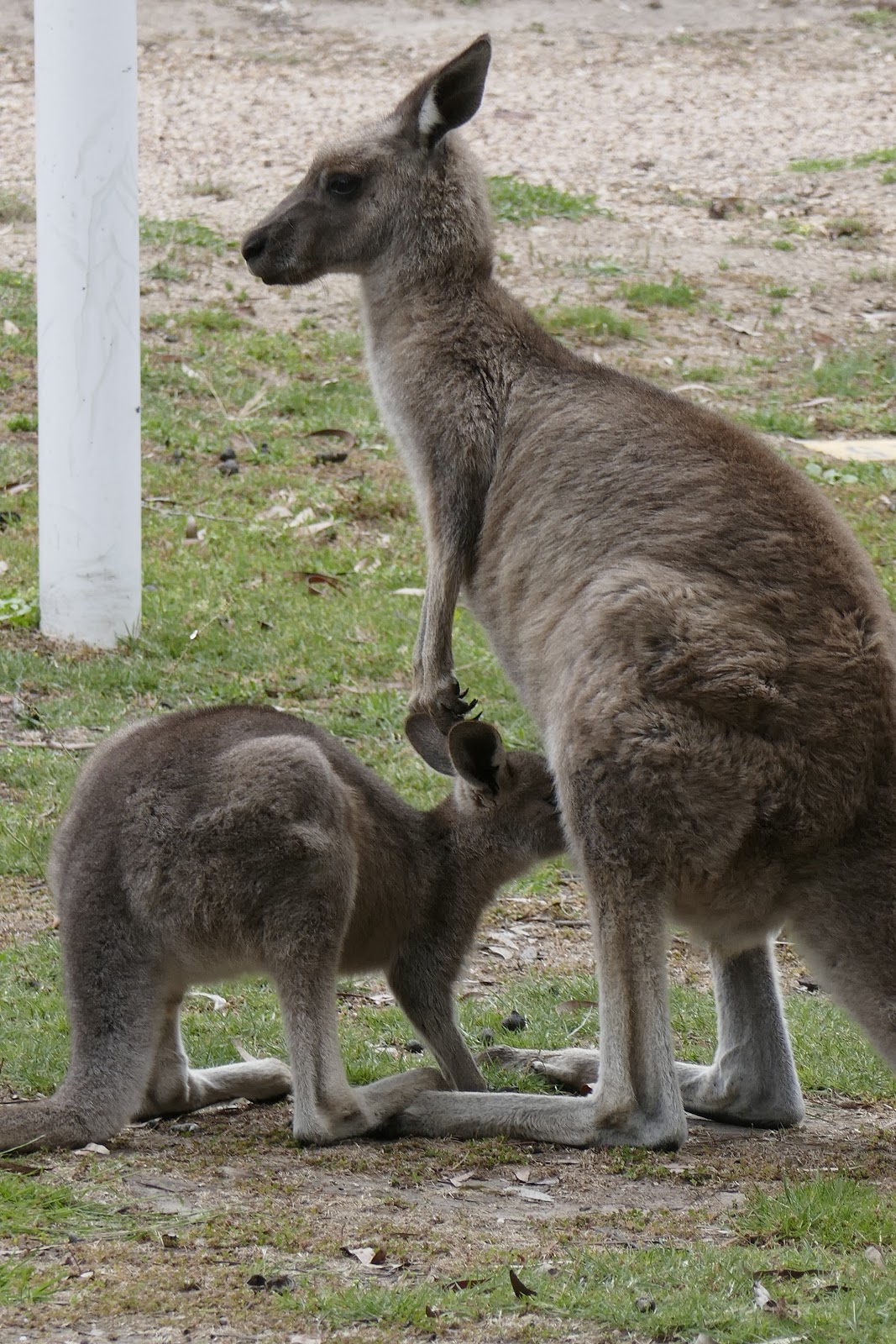 Wild Rumpus: Animals of Australia