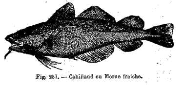 LA CUISINE FRANÇAISE D'ANTAN .: LE CABIAU OU CABILLAUD.