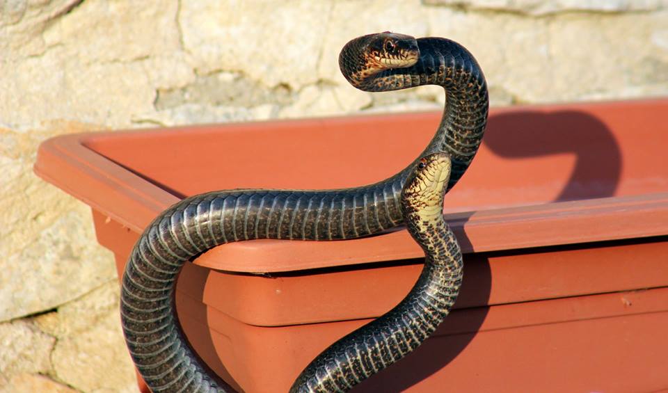 Biodiversity of Cyprus by NGO Protection of the Natural Heritage and ...