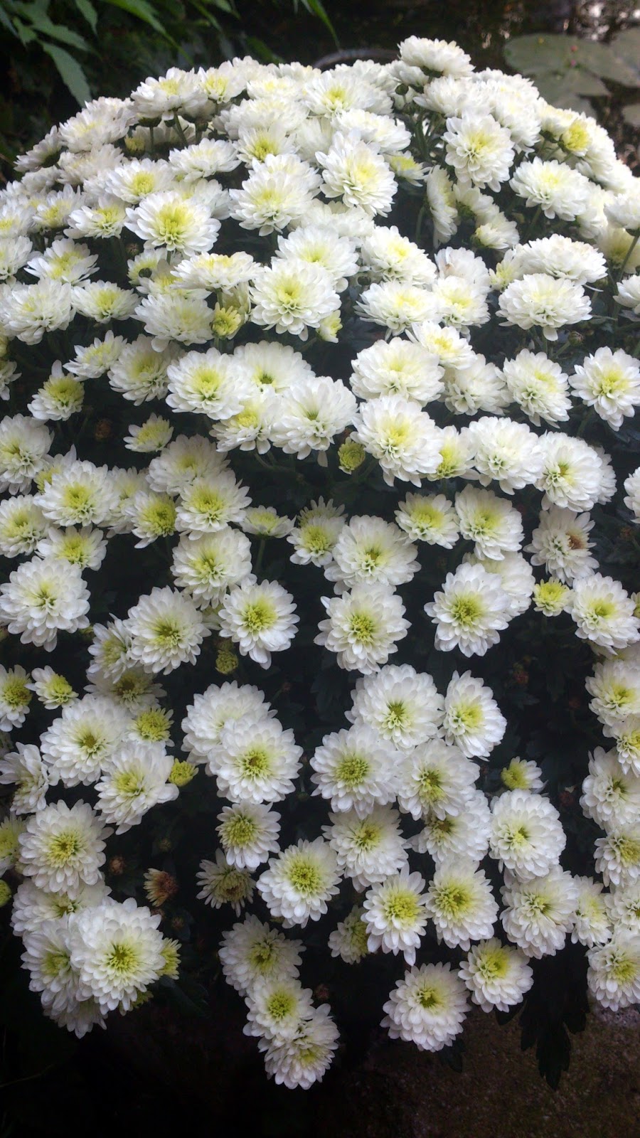 Vademecum Interesting Plants: Dendranthema - Chryzantema - Chrysanthemum