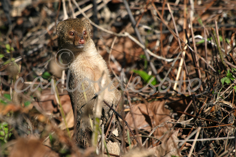 Jurón o Hurón. | Fauna Dominicana