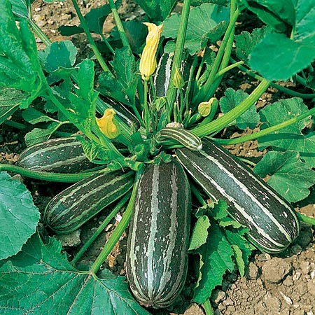 WHAT IS A MARROW? |The Garden of Eaden