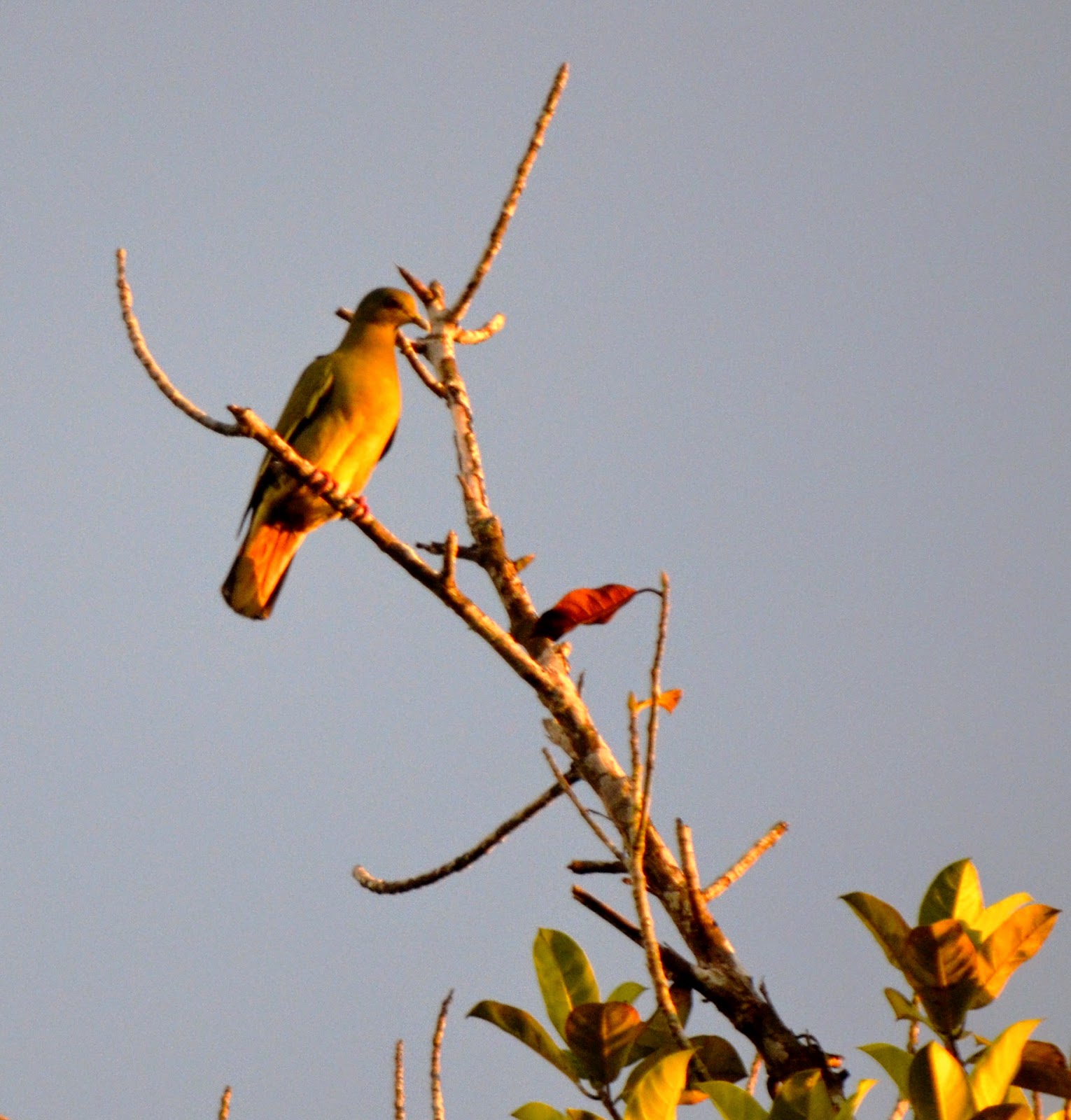 The Kambatik Park, Bintulu.: Little Green Pigeon or Punai Daun grooming
